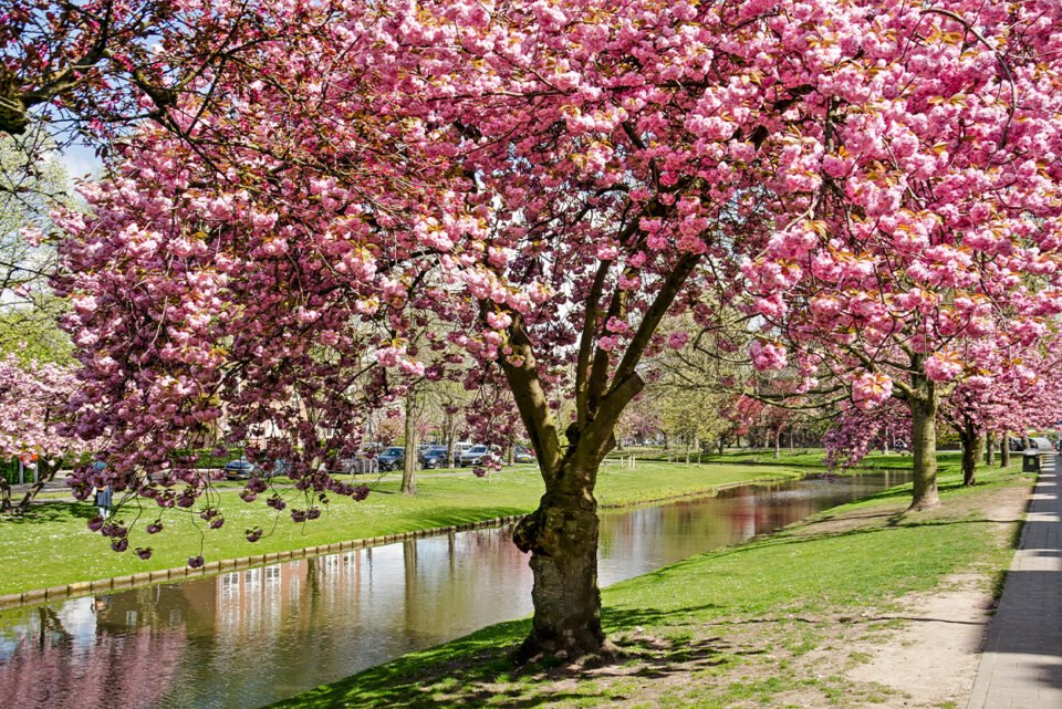 In de spotlights: Japanse sierkers - BomenCampus