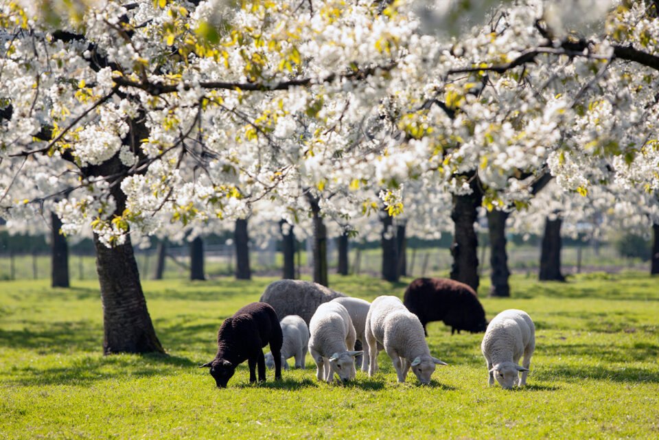 Bomen in de lente - BomenCampus