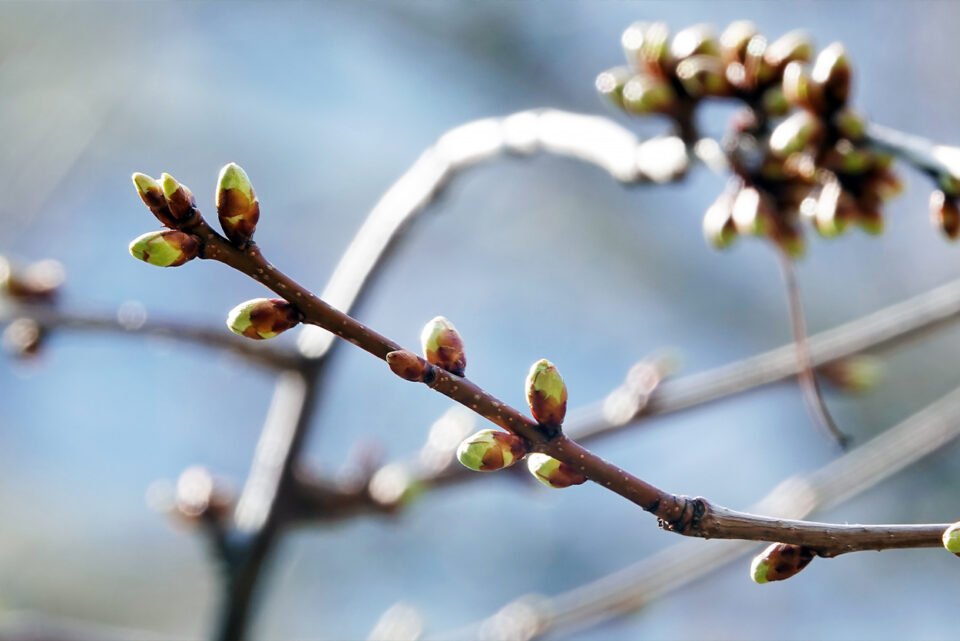 Bomen in de lente - BomenCampus