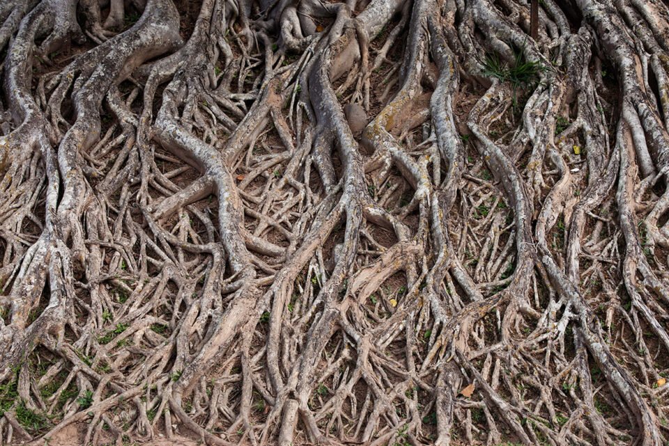 Wat doen boomwortels? - BomenCampus