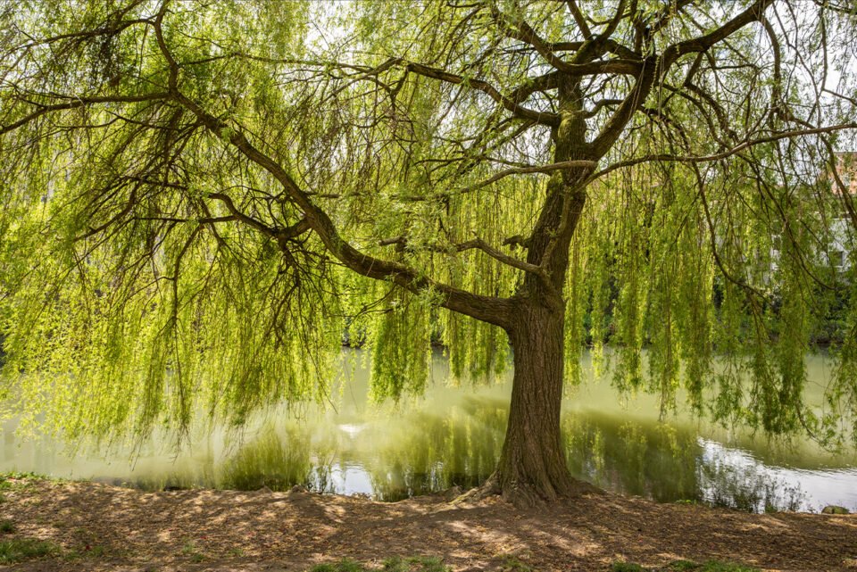 Alles over treurbomen - BomenCampus