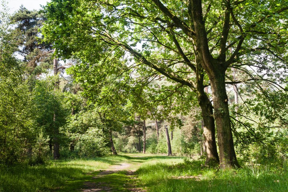 Vormen van bomen - BomenCampus